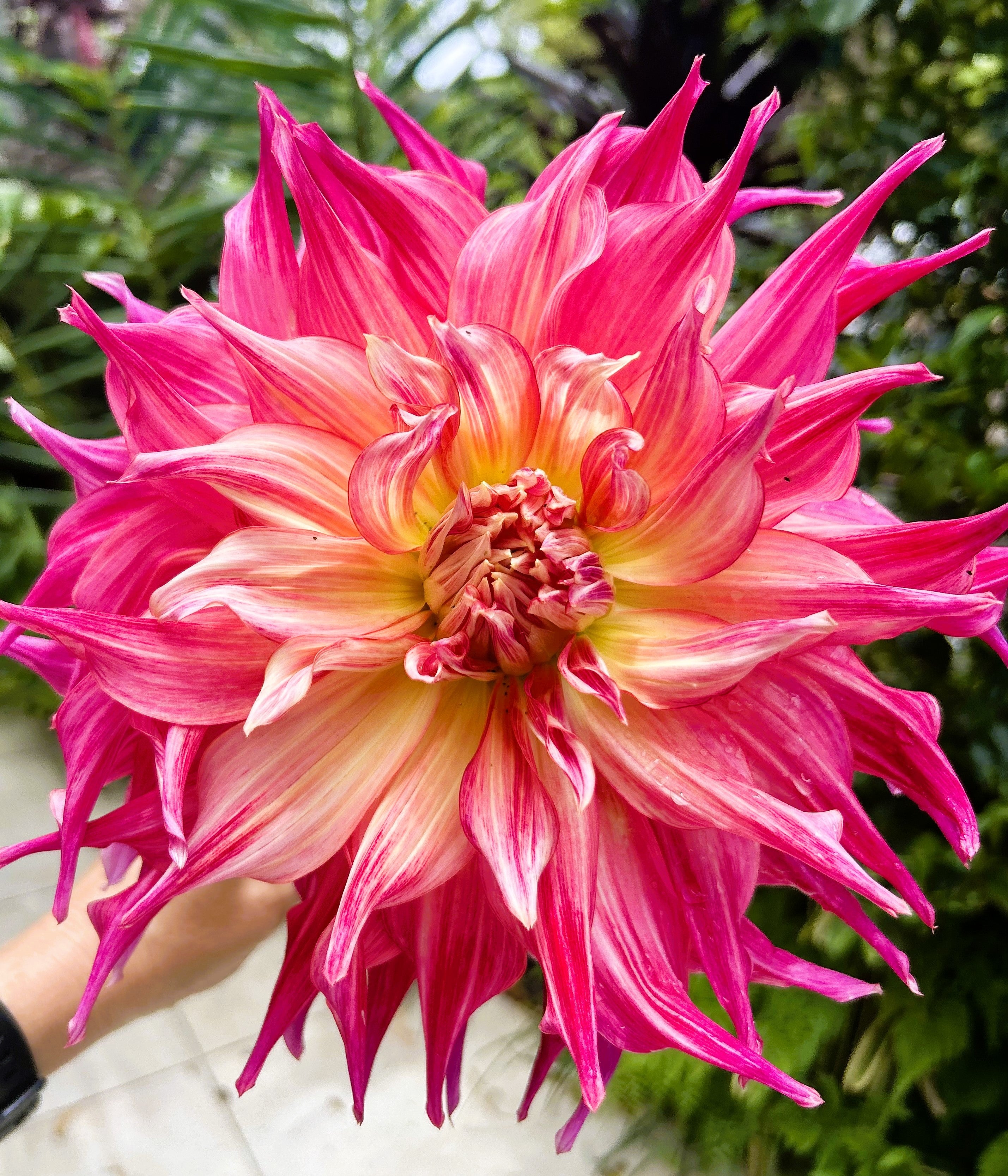 Dinner Plate Dahlia's – Maleny Dahlias