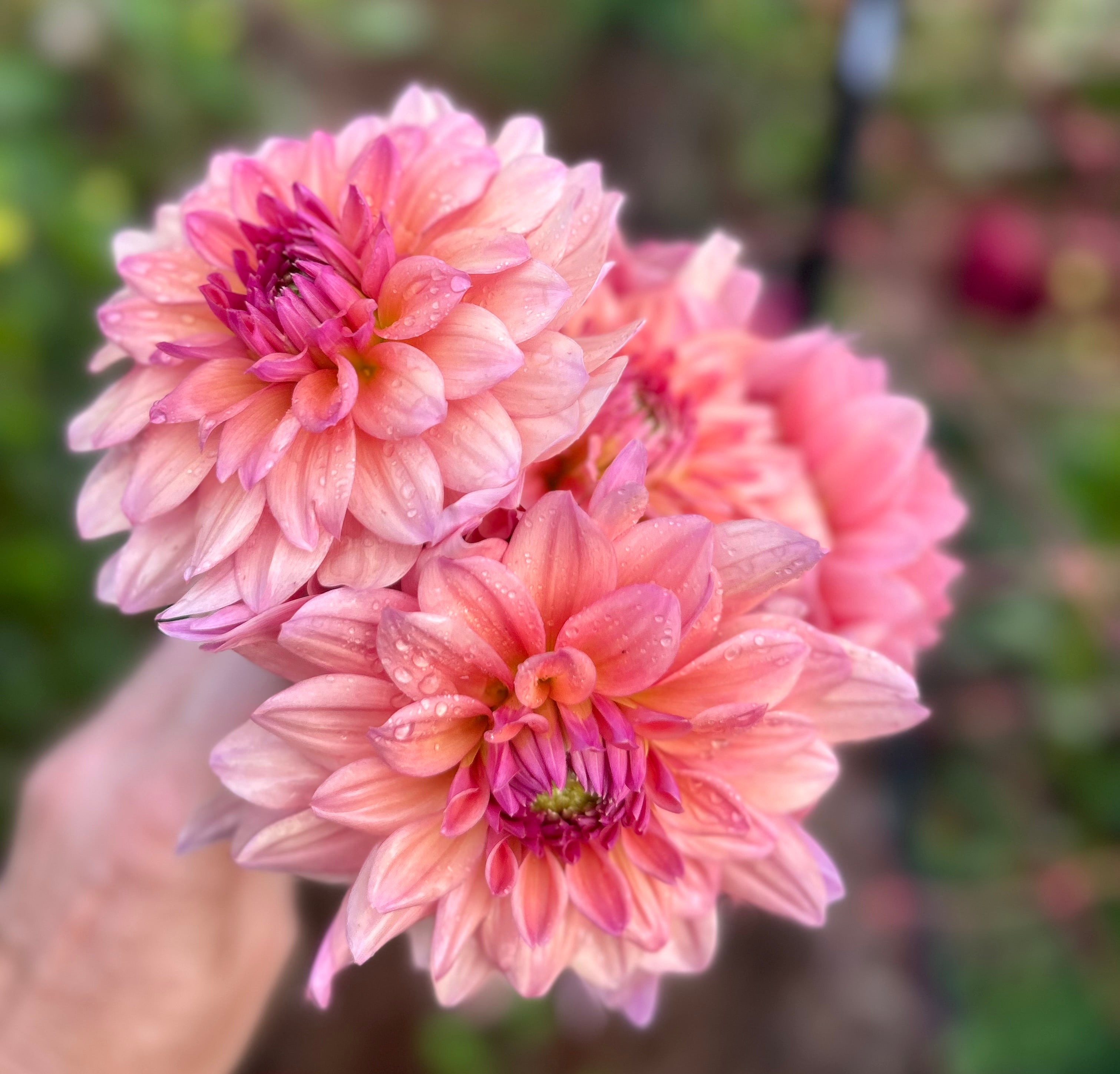 African Sunset - Dahlia Tuber – Maleny Dahlias