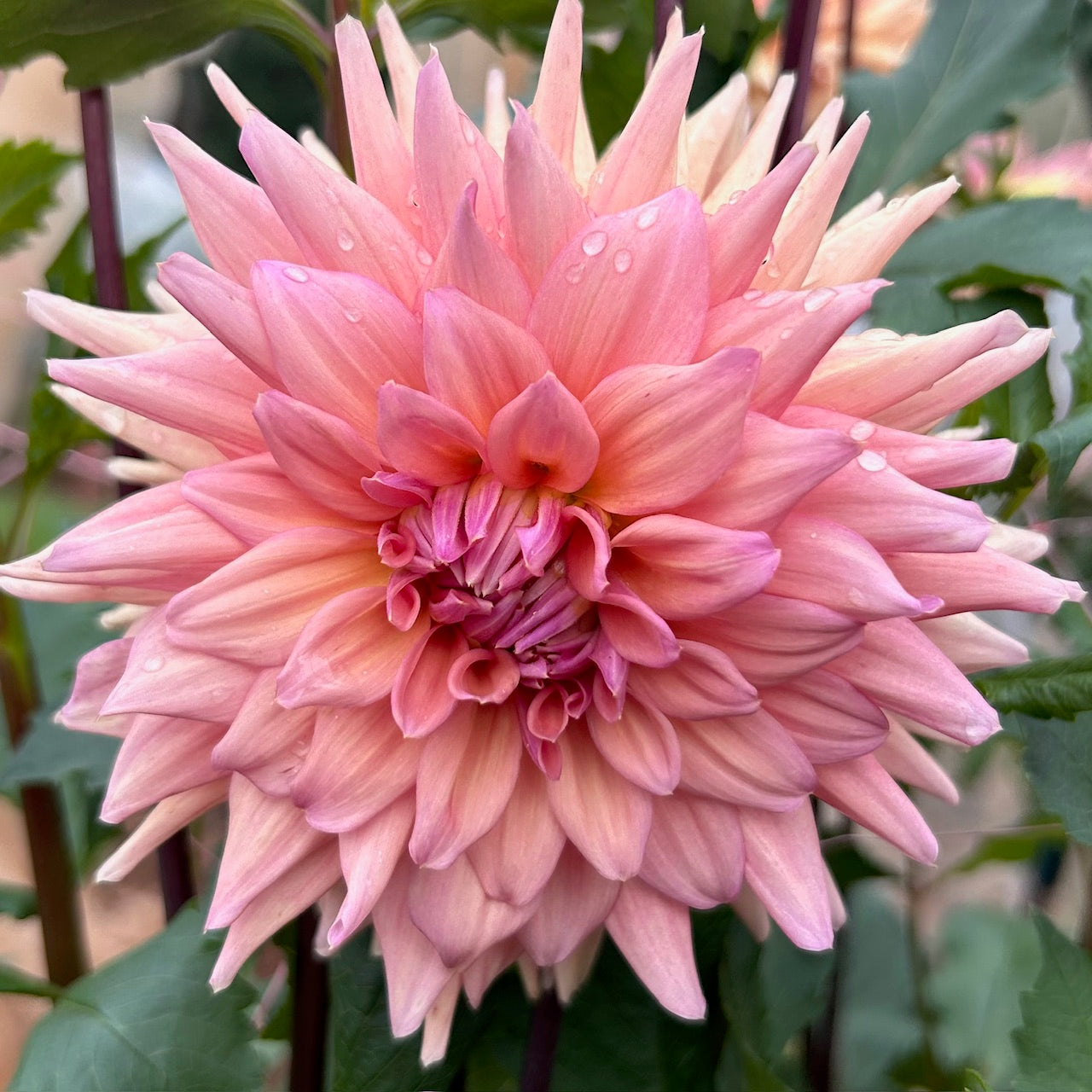 African Sunset - Dahlia Tuber – Maleny Dahlias