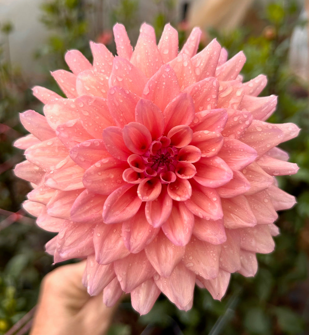 African Sunset - Dahlia Tuber – Maleny Dahlias