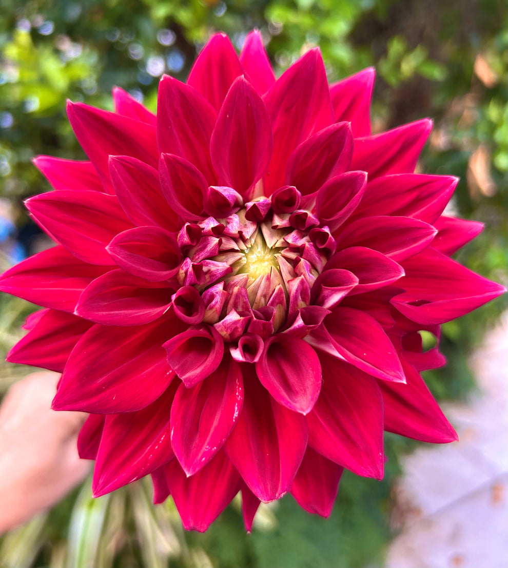Devon Radiance - Dahlia Tuber – Maleny Dahlias