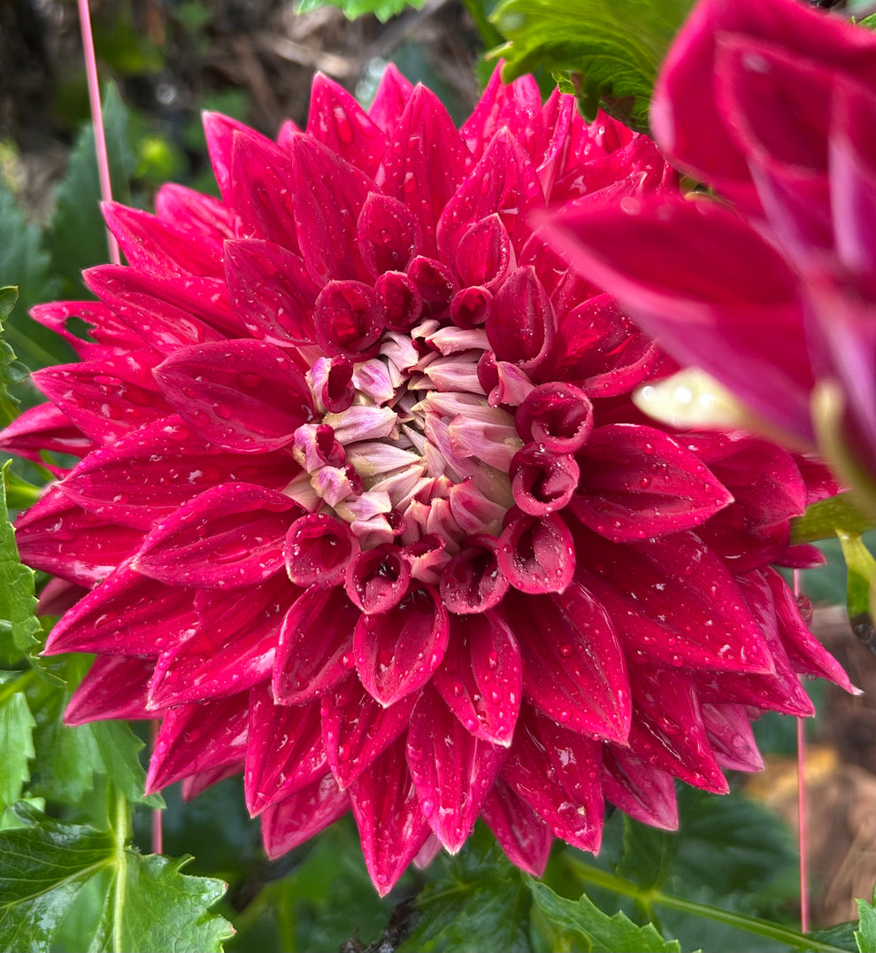 Devon Radiance - Dahlia Tuber – Maleny Dahlias