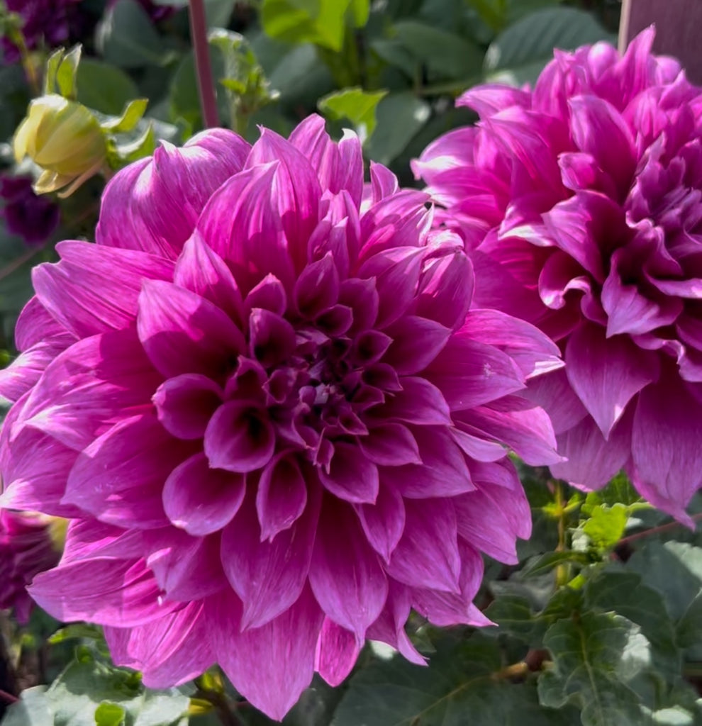 Emory Paul - Dahlia Tuber – Maleny Dahlias