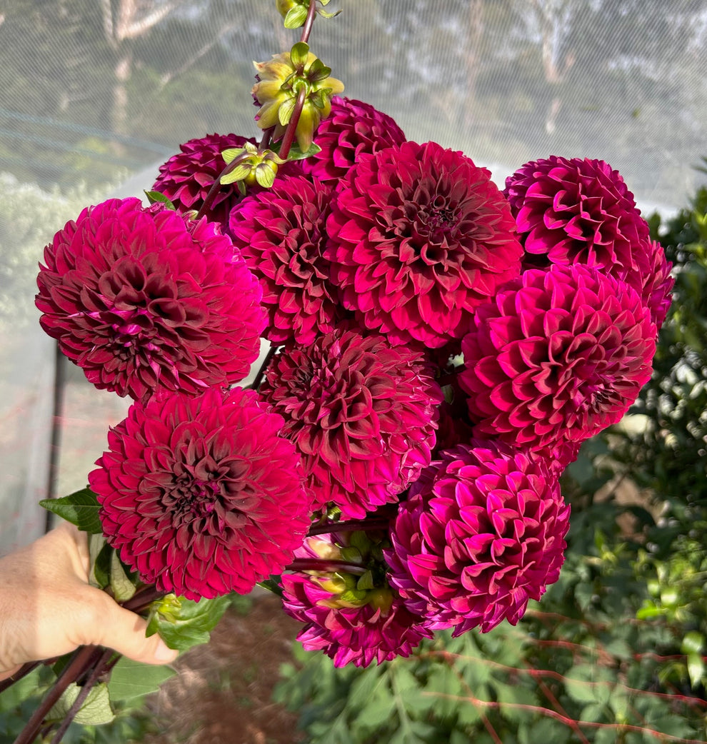 Florelie Queen of Hearts - Dahlia Tuber – Maleny Dahlias