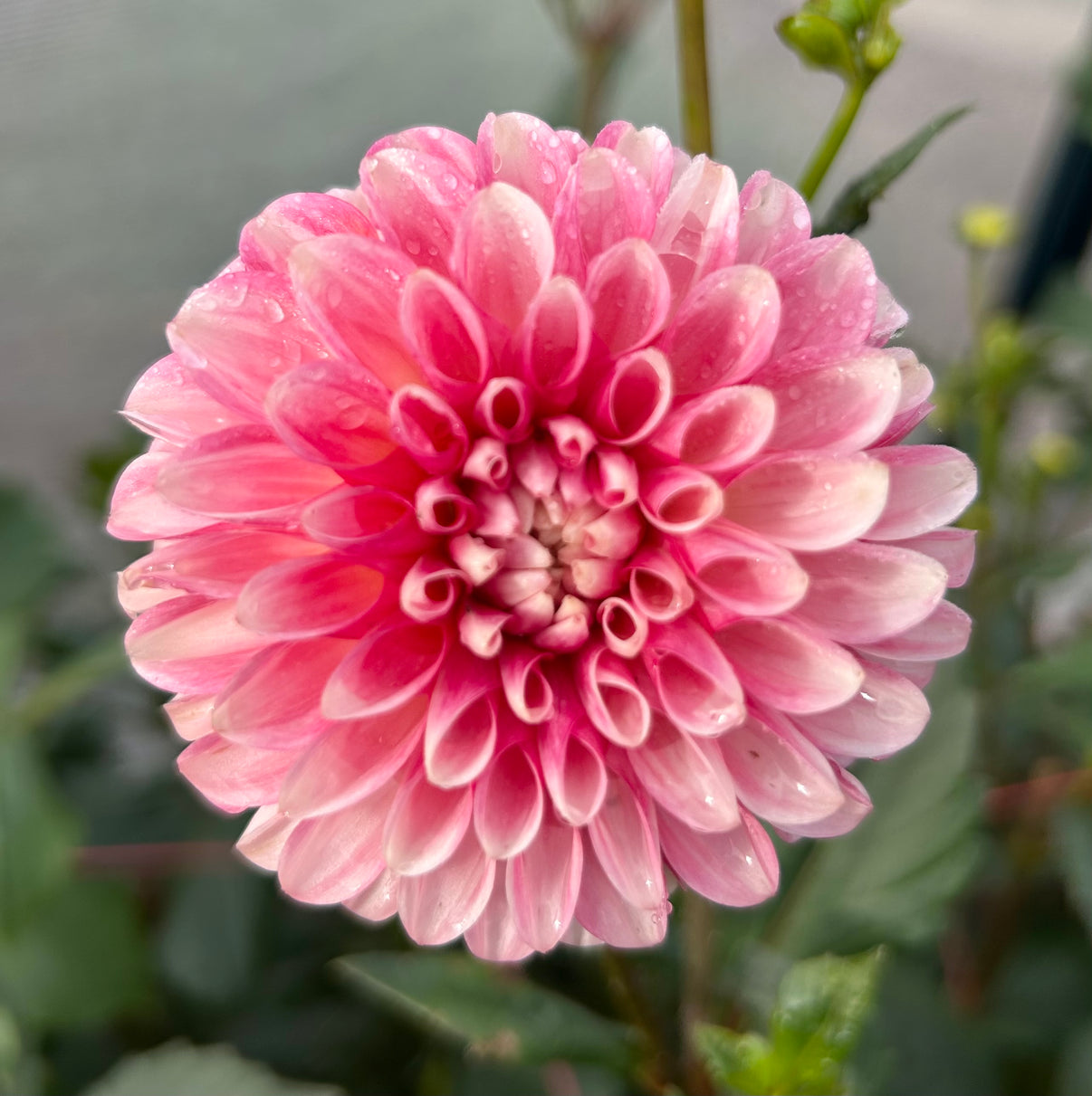 Florelie Agostura - Dahlia Tuber – Maleny Dahlias