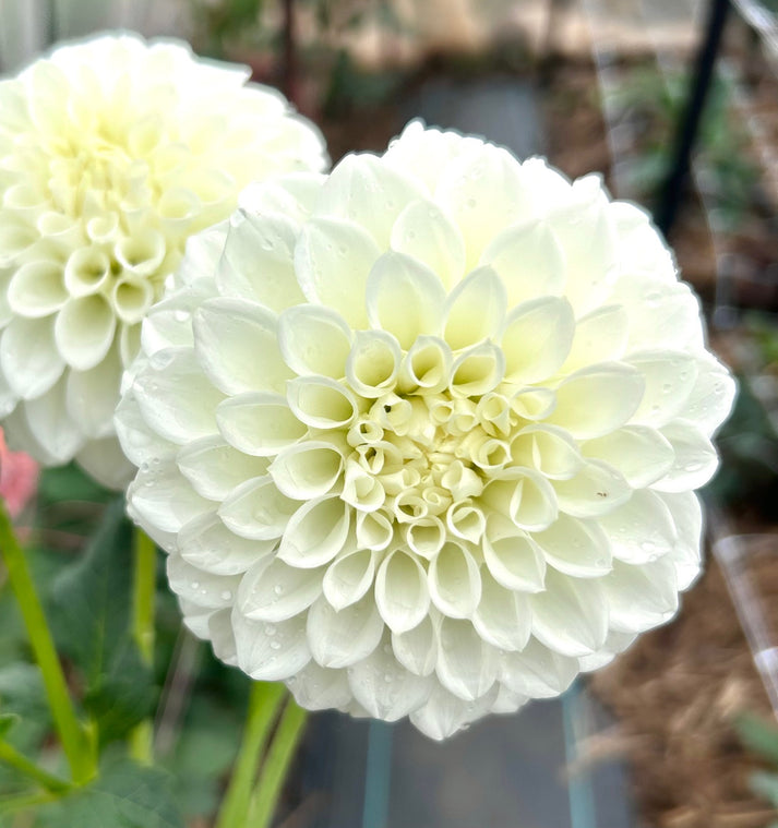 Formby Alpine - Dahlia Tuber – Maleny Dahlias