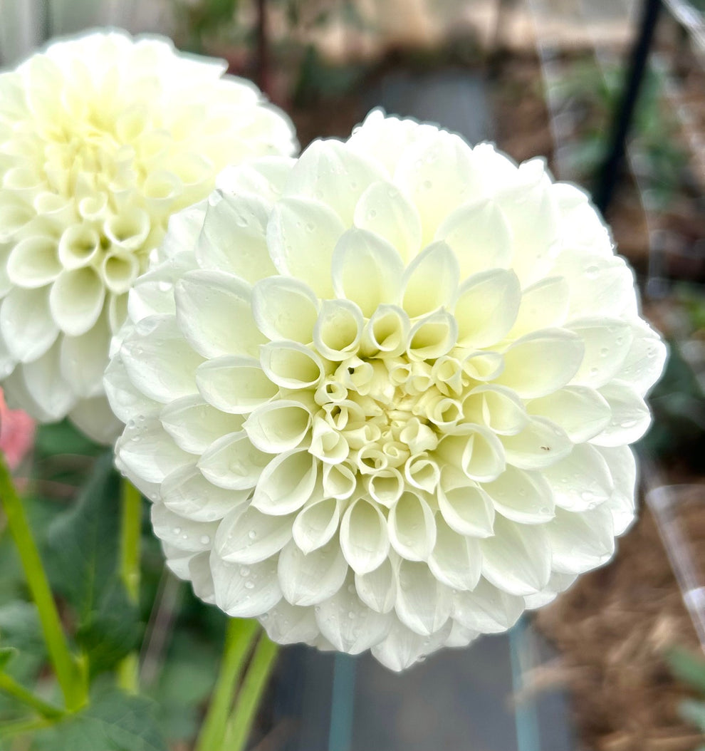 Formby Alpine - Dahlia Tuber – Maleny Dahlias