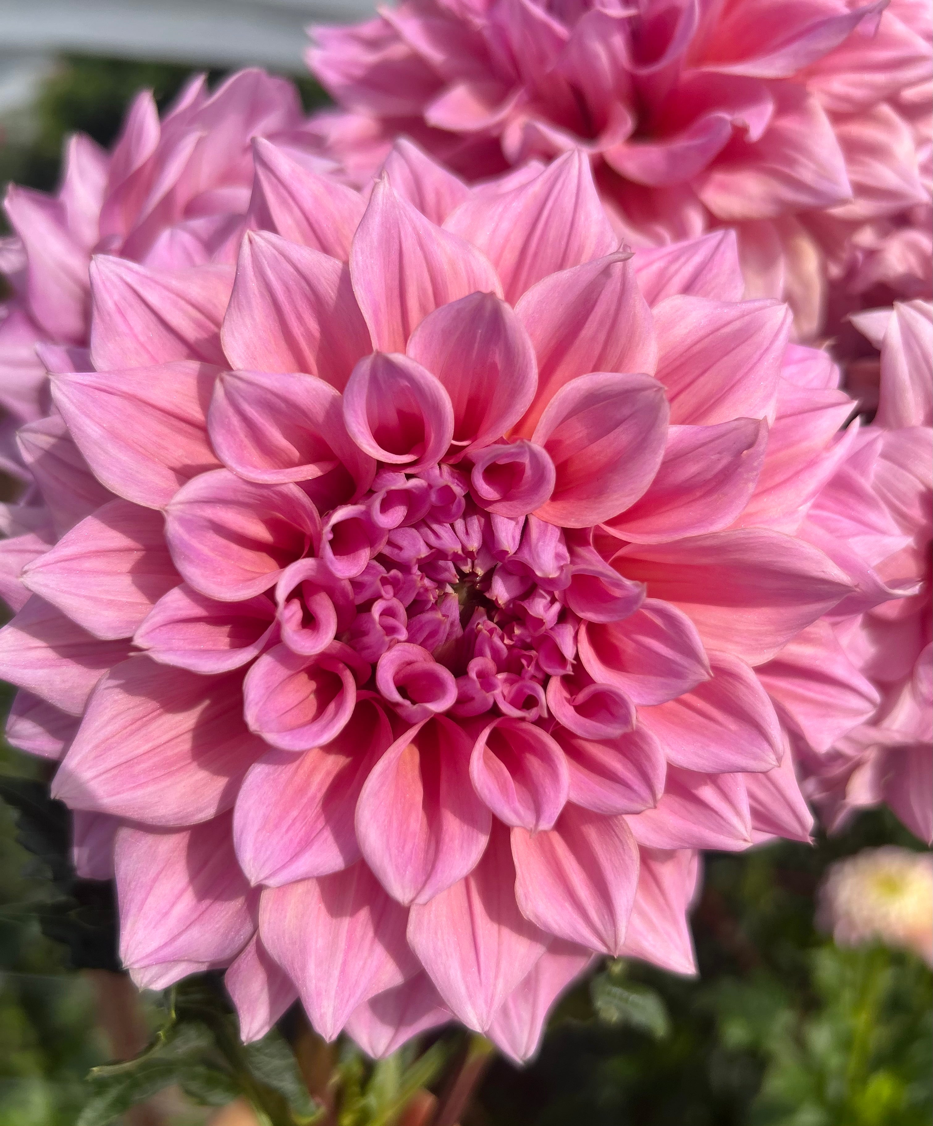Formby Monach (aka Under the Sea) Dahlia Tuber – Maleny Dahlias
