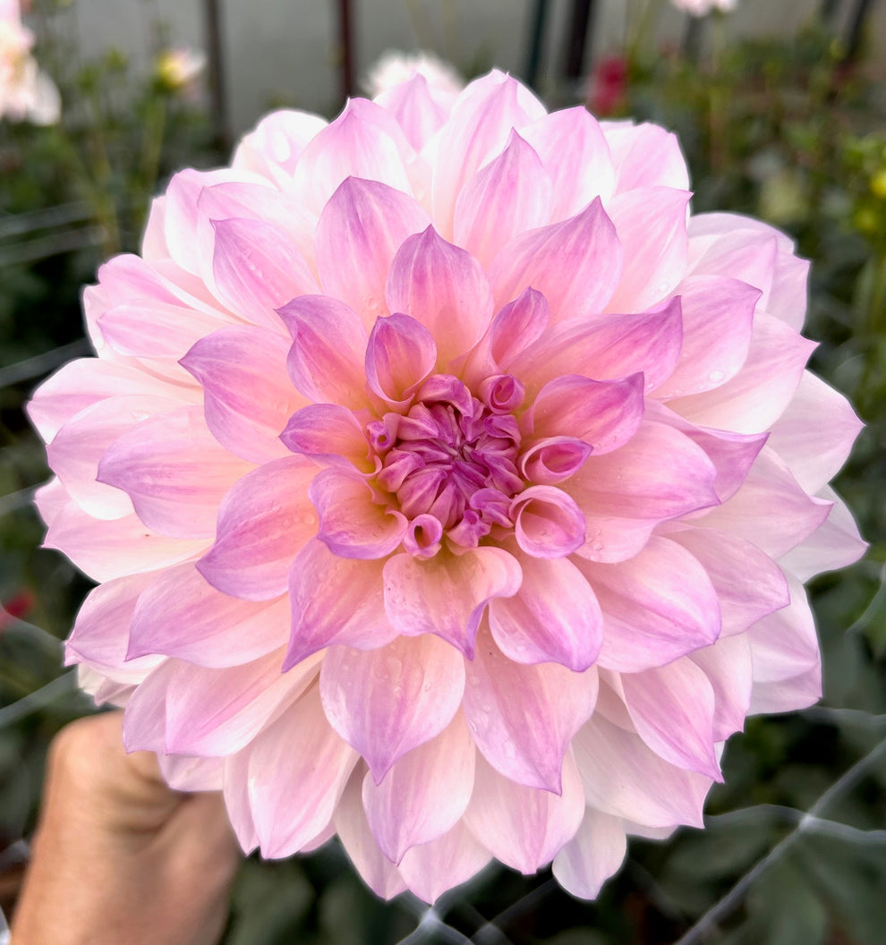 Willow K's Earth Angel - Dahlia Tuber – Maleny Dahlias